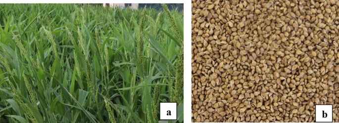 Browntop Millet | SpringerLink