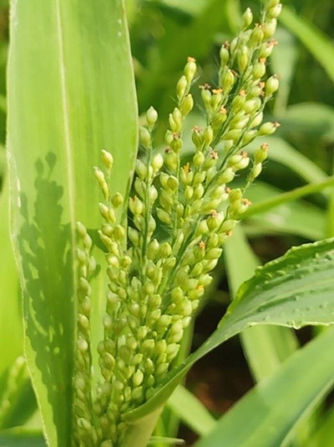 Browntop Millet | SpringerLink