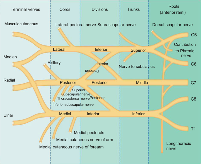 Brachial Plexus Disorders | SpringerLink