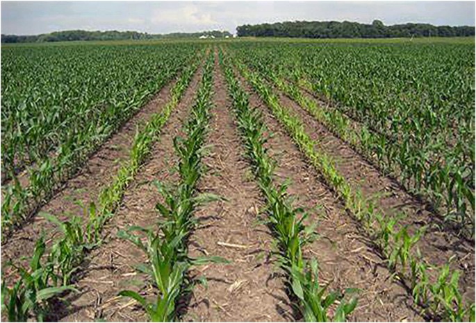 Mechanization in Maize Crop—Indian Context | SpringerLink