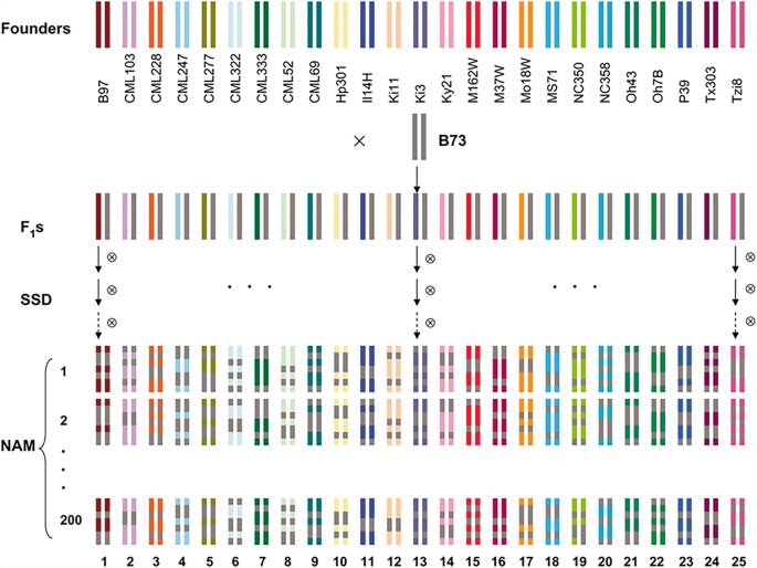 Maize Genetics and Breeding | SpringerLink