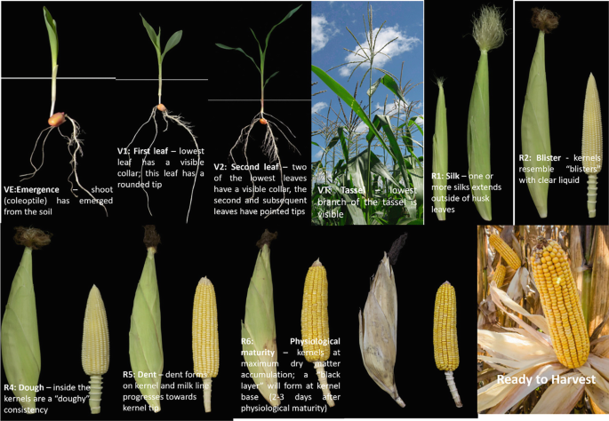 Maize Physiology | Springer Nature Link