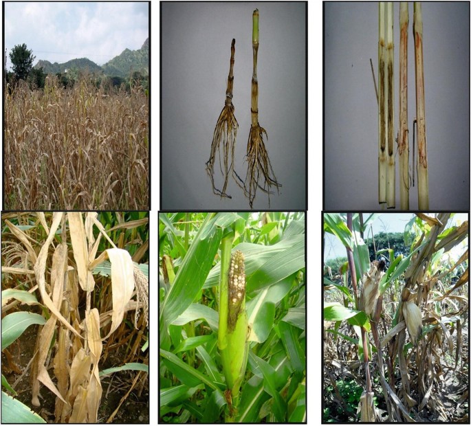 Maize Diseases—Retrospect and Prospect | SpringerLink