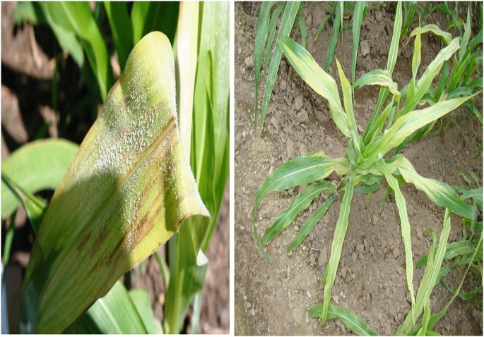 Maize Diseases—Retrospect and Prospect | SpringerLink