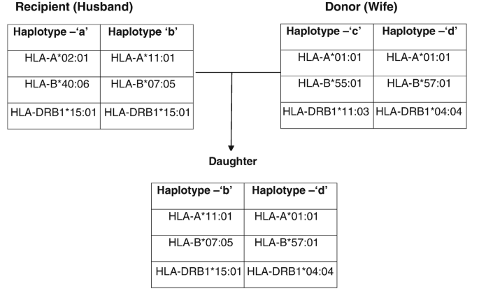 HLA Loci and Typing in Solid Organ Transplantation: A Case-Based ...