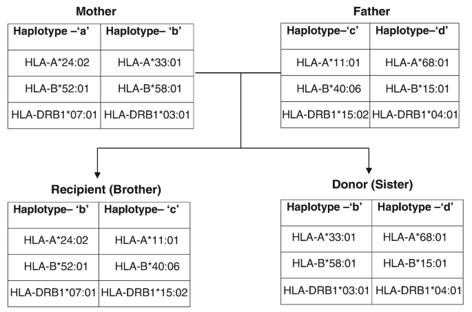HLA Loci and Typing in Solid Organ Transplantation: A Case-Based ...