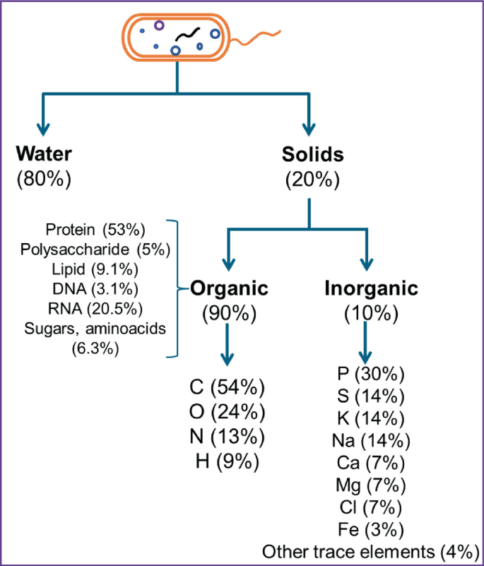 Stoichiometry and Bacterial Energetics | Springer Nature Link