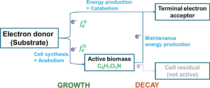 Anabolism | Springer Nature Link
