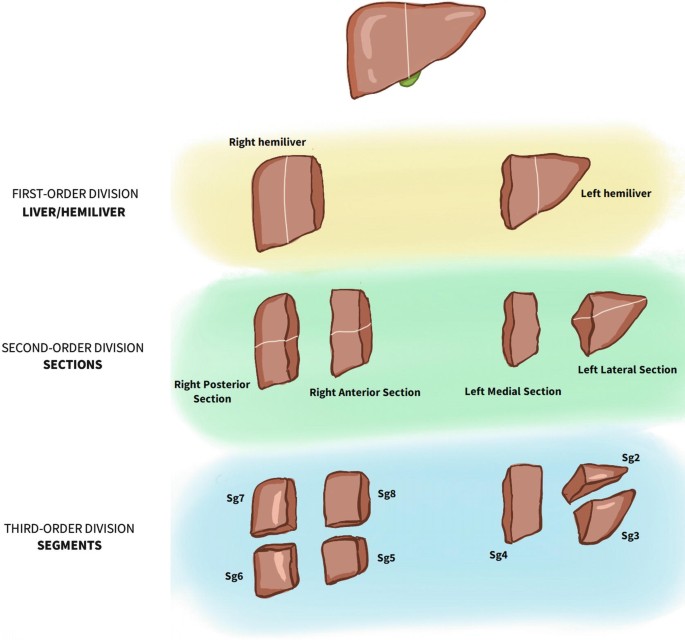 Surgical Techniques in Hepato-biliary Pathologies | Springer Nature Link
