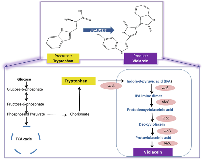Molecular Insights into Bacterial Pigments | SpringerLink