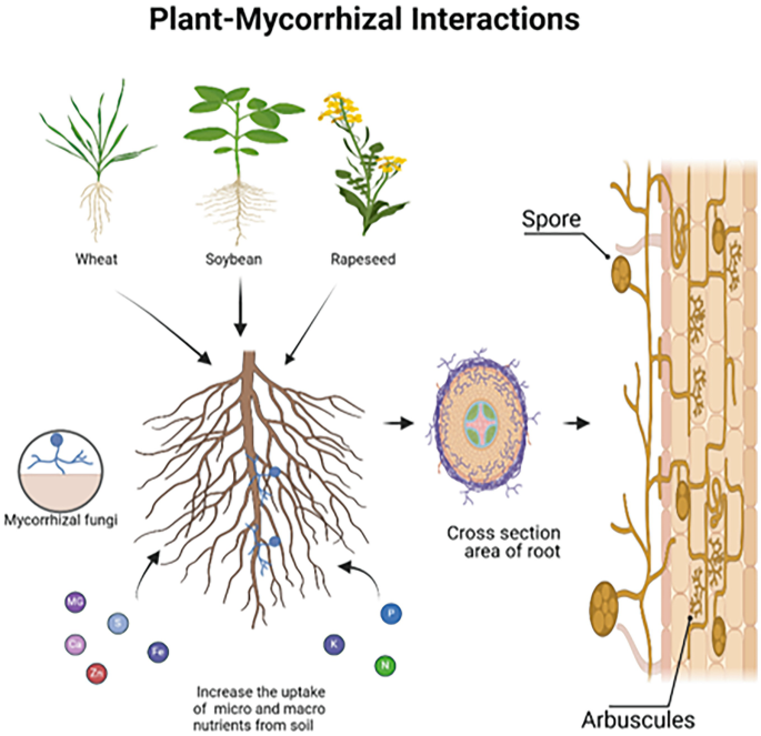 Mycorrhizae Diagram Mycorrhizae SLIDESHARE