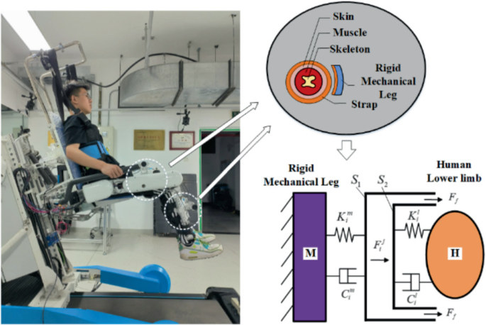 Human Lower Limb Motor Ability Estimation Based on Human-Machine ...
