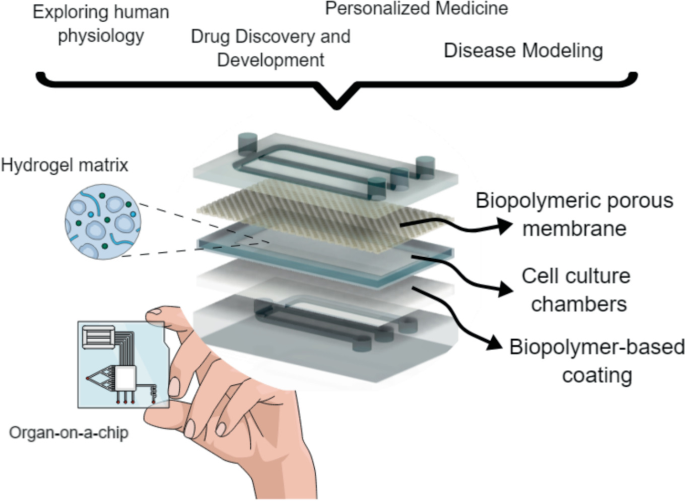 Biopolymer-Based Therapeutics: Processing, Applications, and Future ...