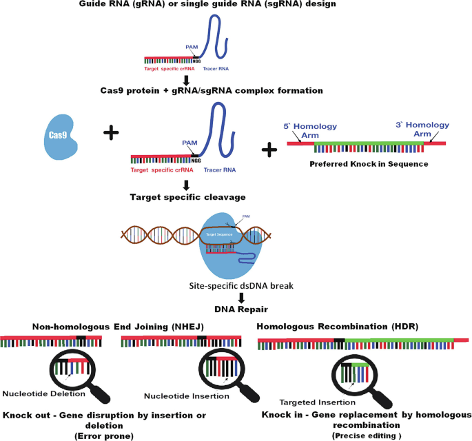 Innovations in CRISPR Technology for Aquaculture and Fisheries ...