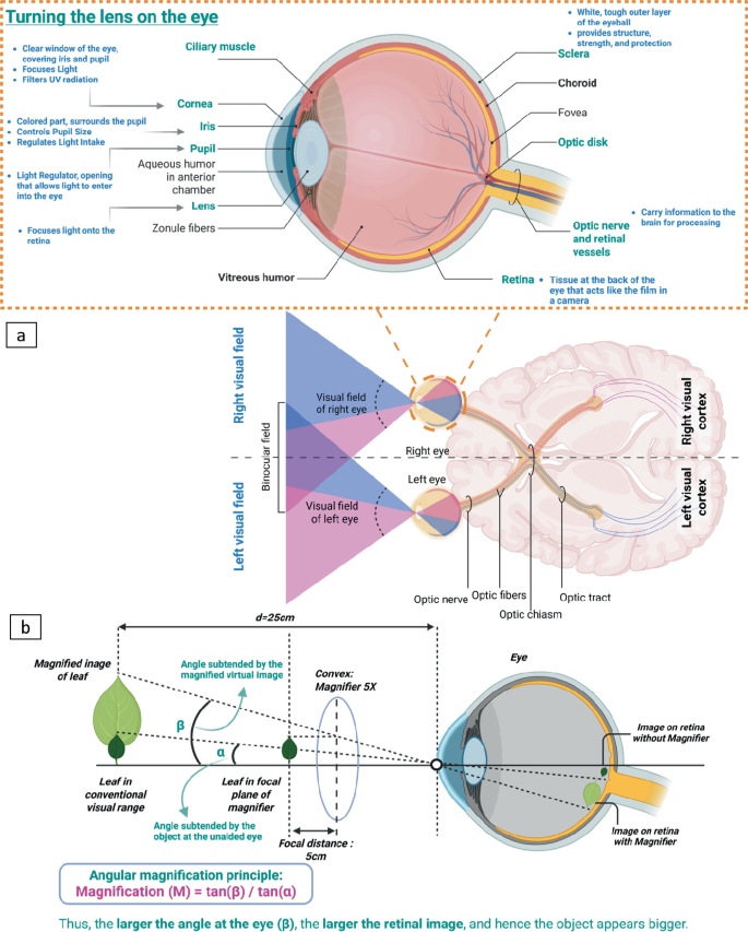 Microscopic Techniques and Structural Insights | Springer Nature Link