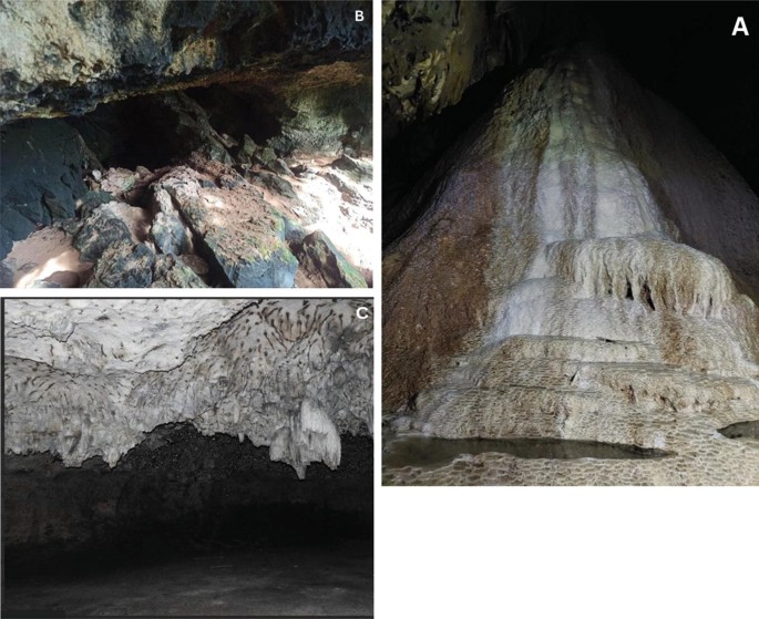 Fun Guys of the Dark: Fungi in Cave Ecosystems and Other Extreme ...