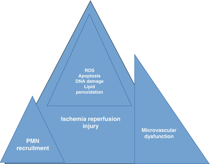Ischemia Reperfusion Injury in Hyperbaric Medicine | SpringerLink