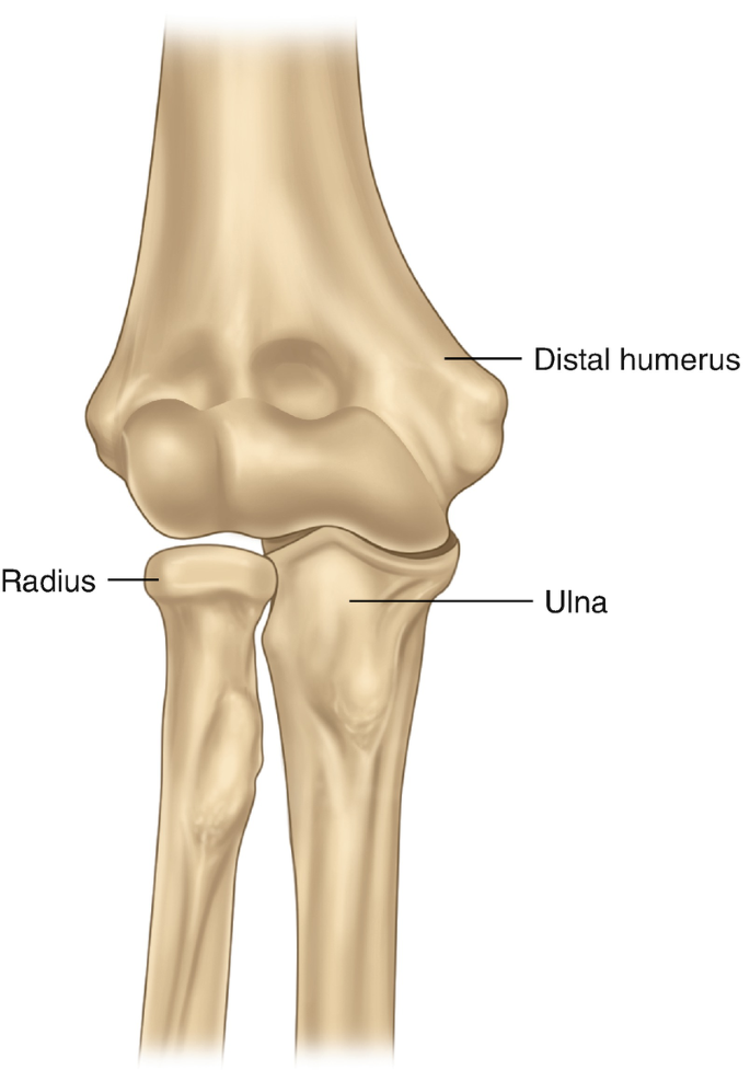 Injuries Around Elbow | Springer Nature Link (formerly SpringerLink)