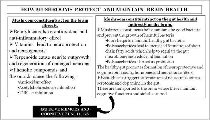 Mushrooms and Their Protective Role in Alzheimer’s Disease | SpringerLink