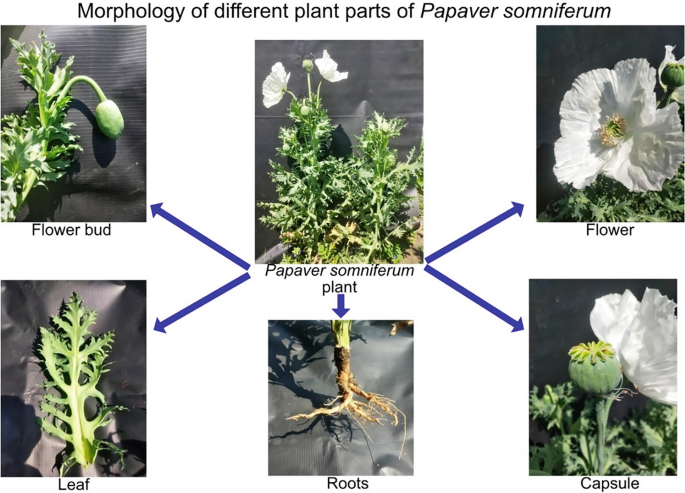 Poppy Seeds (Khus Khus) (Papaver somniferum): The Tiny Seed of Flavor ...