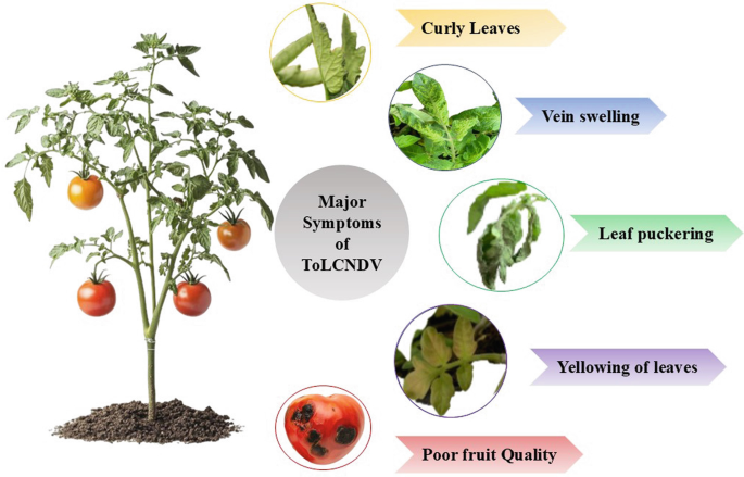 Host-Pathogen Interactions: A Case Study on Tomato Leaf Curl New Delhi ...