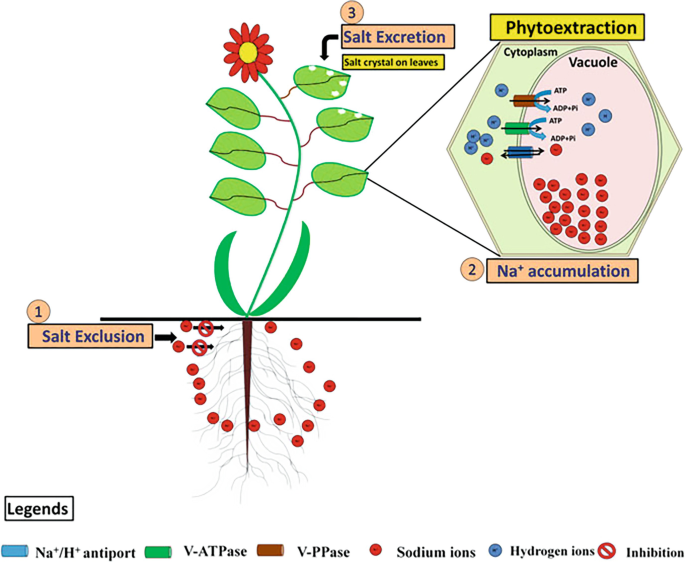 Remediation of Saline Soil Through Halophytes | Springer Nature Link
