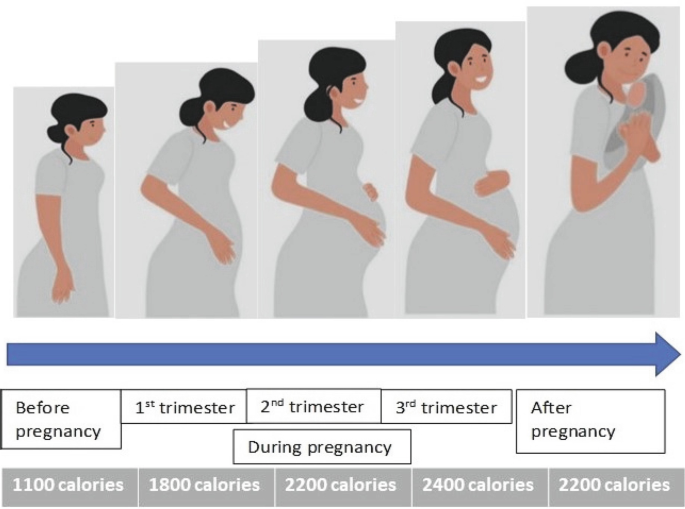Nutrition Before Pregnancy, During Pregnancy, and While Breastfeeding ...