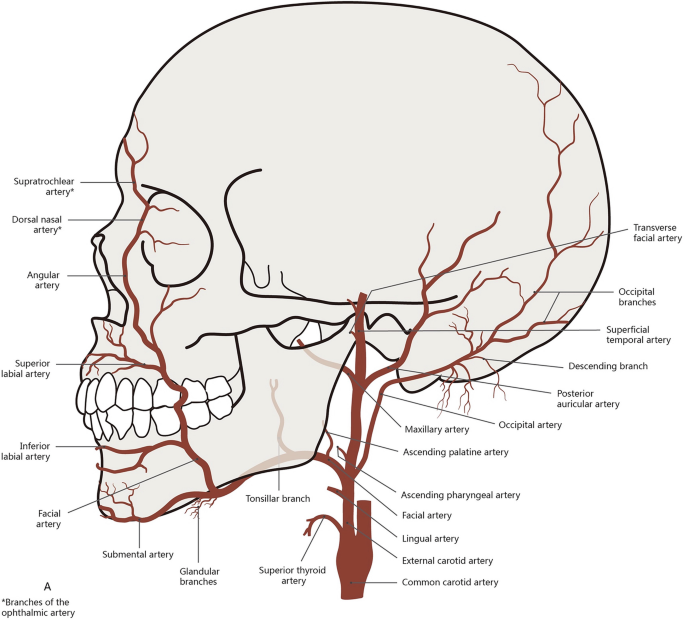 Anatomic Features of Reconstruction of Oral and Maxillofacial—Head and ...