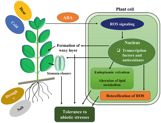 Plant Defense Mechanisms Against Abiotic Stresses | Springer Nature Link