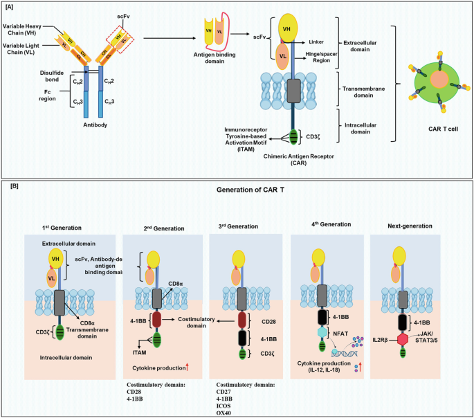 CAR T-Cell Therapy: Basic Principles and Mechanisms | Springer Nature Link