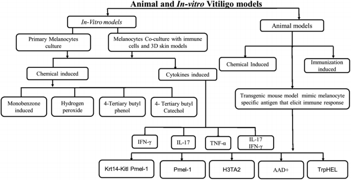Animal and In Vitro Vitiligo Models | Springer Nature Link (formerly ...