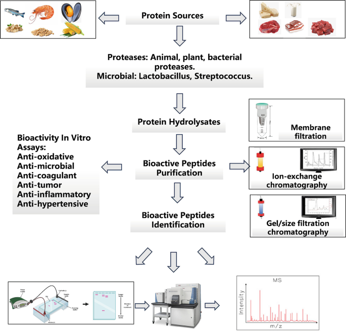 Preparation and Identification of Marine Shellfish Peptides | Springer ...