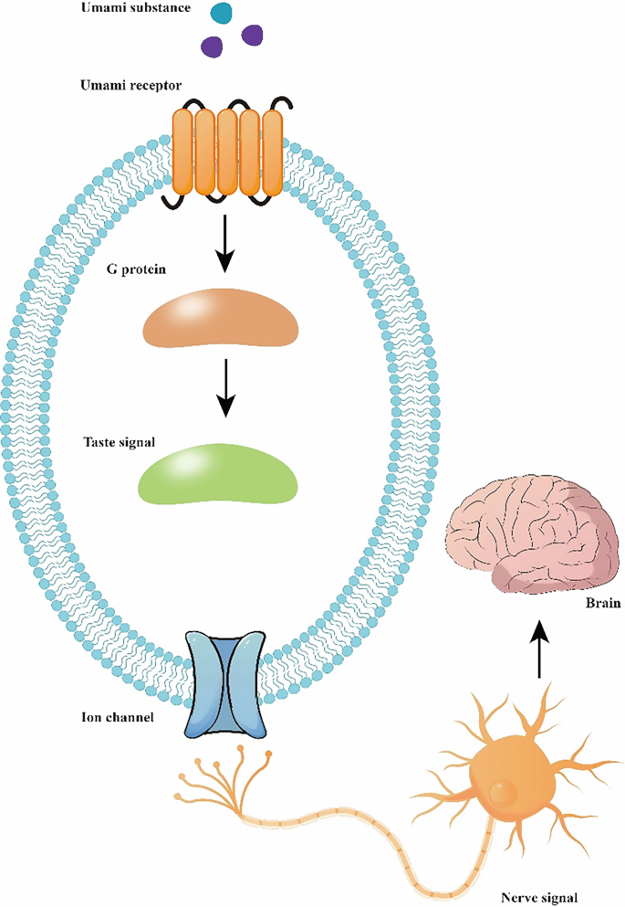 Marine Shellfish Protein and Taste Peptides | Springer Nature Link
