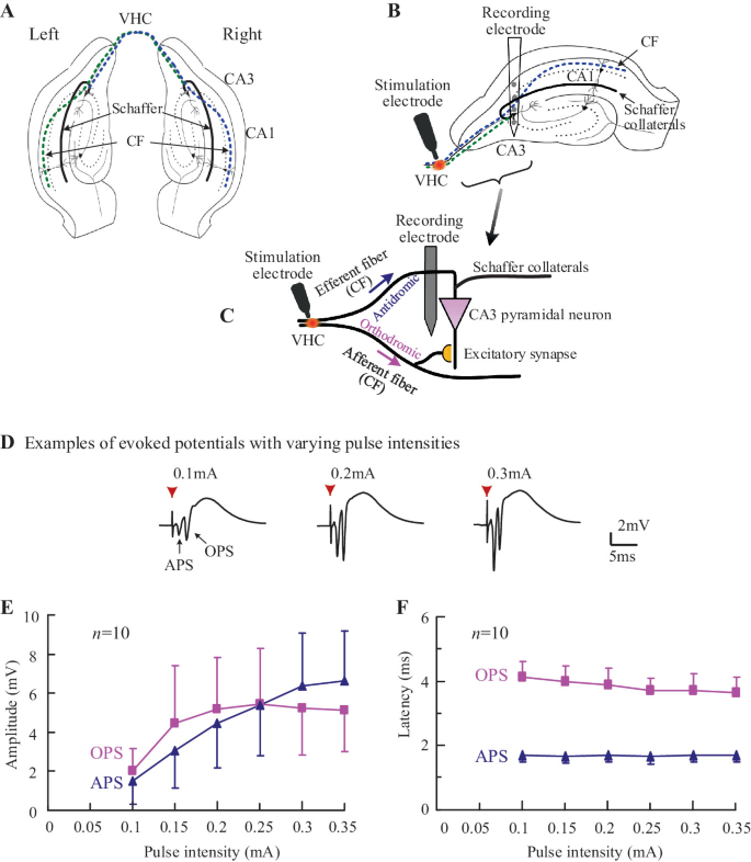 Neural Circuits and Evoked Potentials | SpringerLink
