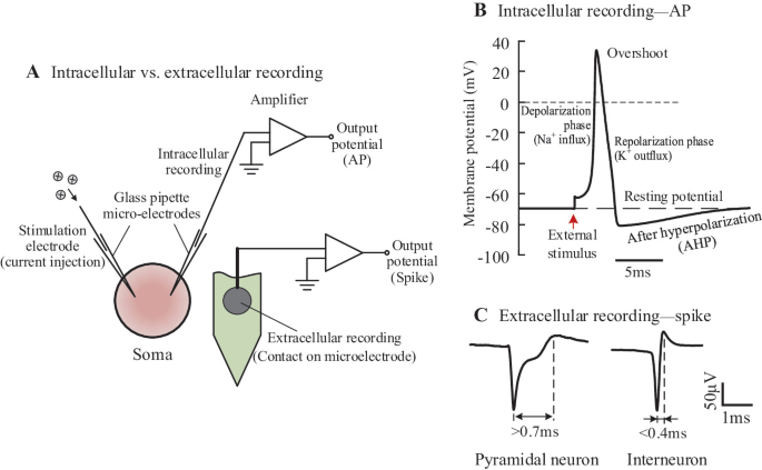 Neural Signal Recording and Processing | Springer Nature Link (formerly ...