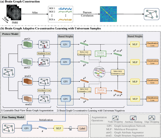 BrainGACCL: Brain Graph Adaptive Co-contrastive Learning with Universum Samples for fMRI-Based ...