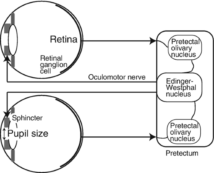Detection of Dementia Symptoms in Elderly Using Features of Binocular ...