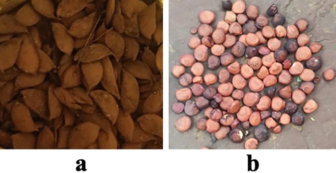 Karanja Seeds (Pongamia pinnata) | Springer Nature Link