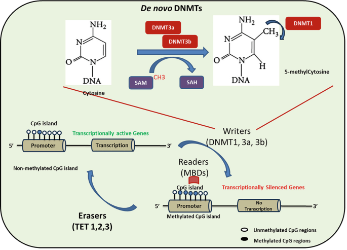 DNA Methyltransferases in Human Biology and Diseases: Epigenetic ...