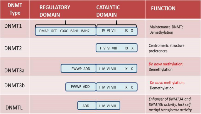 DNA Methyltransferases in Human Biology and Diseases: Epigenetic ...