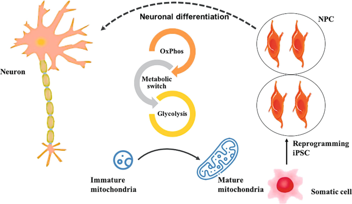 Mitochondrial Health and Critical Neurotransmitters in ...