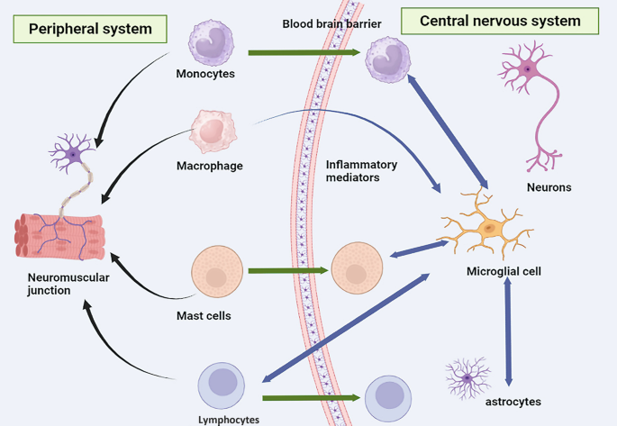 Harnessing Nanotechnology in Modulating Neuroimmune Axis | Springer ...