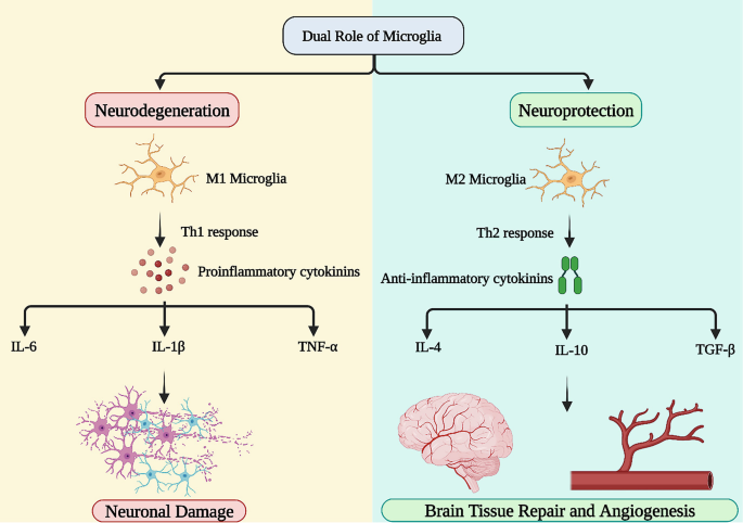 Neuroimmune Signalling: Novel Emerging Options to Treat ...