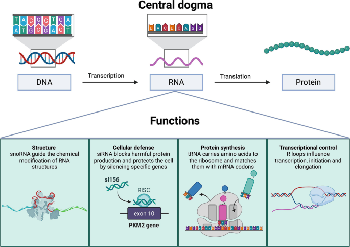 Mapping and Interpreting RNA Modifications | Springer Nature Link