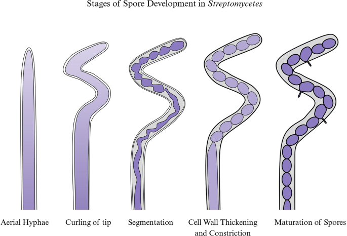 Diversity, Physiology, and Classification of Streptomycetes | Springer ...