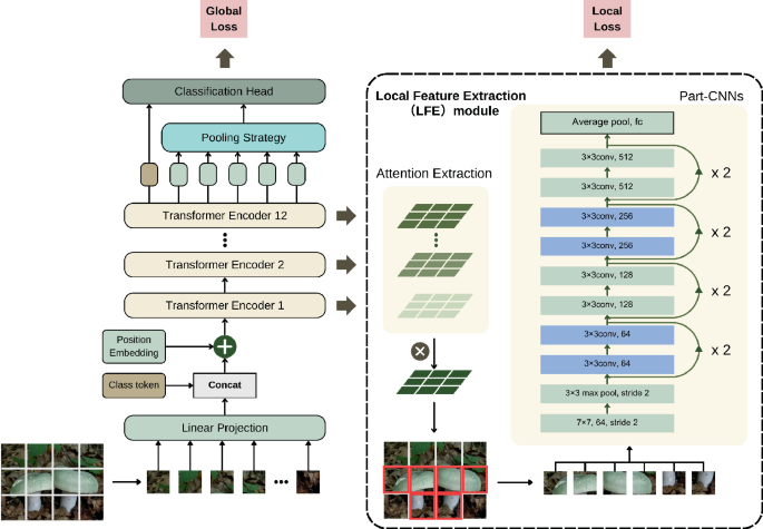 MMAT: Multi-scale Multi-attention Transformer for Fine-Grained Wild Fungi Visual Classification ...