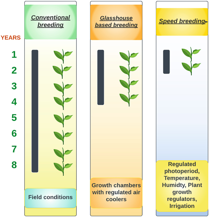 Rapid Generation Advancement in Pulse Breeding: Opportunities ...