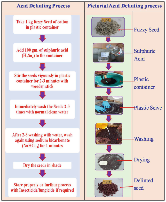Heterosis Breeding and Hybrid Seed Production in Cotton | Springer ...