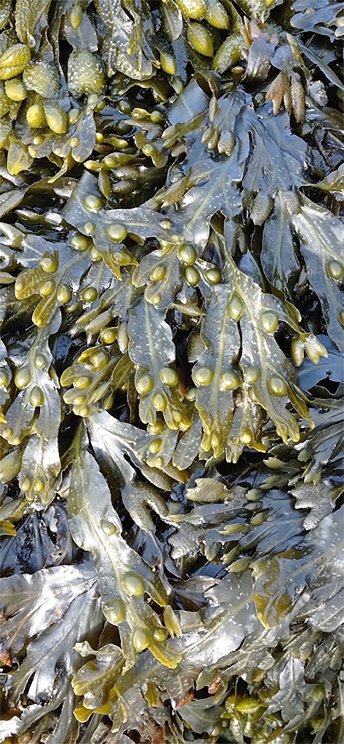 Seaweeds: A Traditional and an Alternative Source of Proteins for Human ...