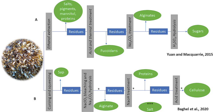 Brown Seaweed Biomass as Potential Raw Material for Biorefinery ...